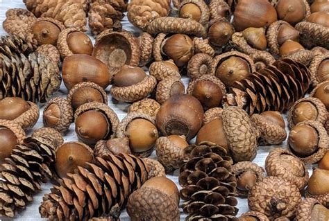 This Is A Pinecorn Solidarity Post Album On Imgur