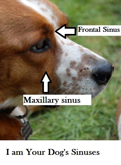 I Am Your Dogs Sinuses Dog Discoveries