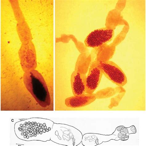 Co Infections With E Multilocularis E Granulosus And Taenia Spp In