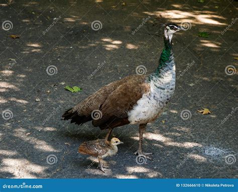 Peacock Small Feathers Beautiful Viewtail Arts On Black Background