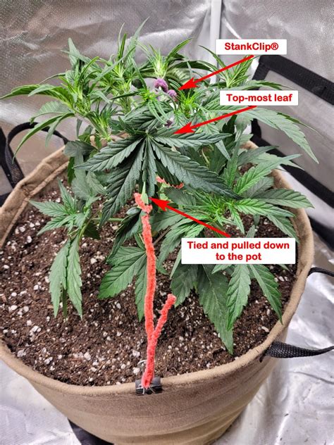 20231210112319 Rta Day 24 Top Node Leaf Tied Down 420 Magazine