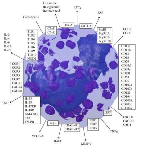 Basophil Markers