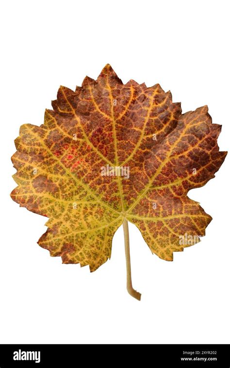 Vineyards With Fall Foliage Cut Out Stock Images And Pictures Alamy