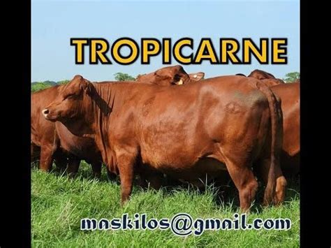 Tropicarne Primera Raza Bovina Mexicana Video Completo Youtube