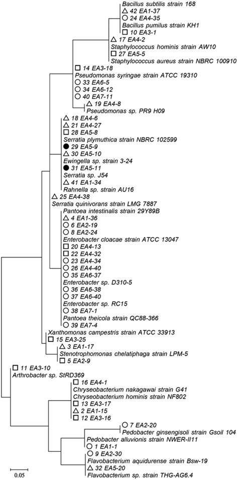 Neighbor Joining Tree Using The Maximum Composite Likelihood Method