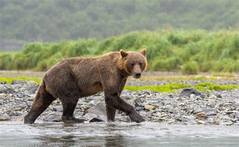Katmai Trip Report Photos By Ron Niebrugge