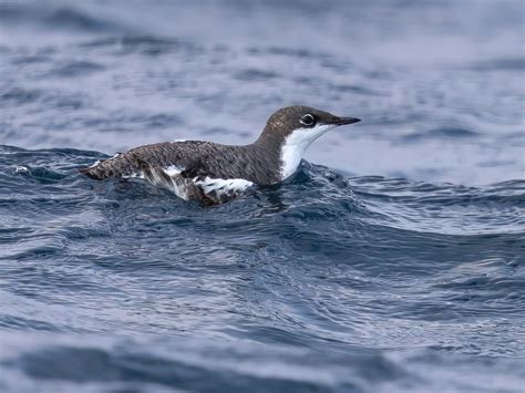 Long Billed Murrelet Brachyramphus Perdix Birds Of The World