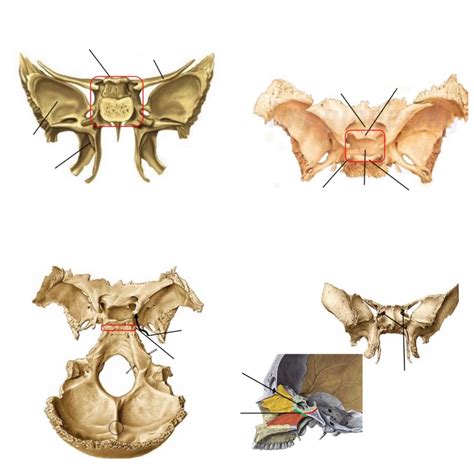 Os Sphenoidale 1 Diagram Quizlet