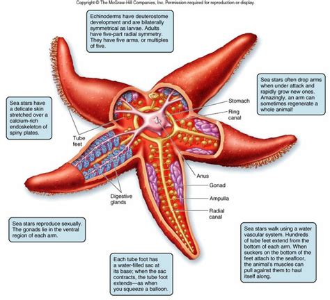 Sea Stars Anatomy Of A Starfish Starfish Diagram Labeled Sea Star