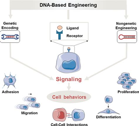 Dna Based Reprogramming Strategy Of Receptor Mediated Cellular Behaviors From Genetic Encoding
