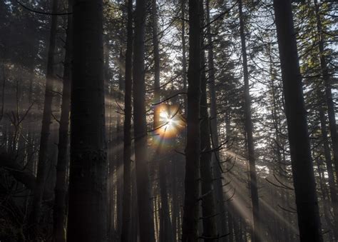 Sunlight Kilbroney Forest © Rossographer Geograph Britain And Ireland