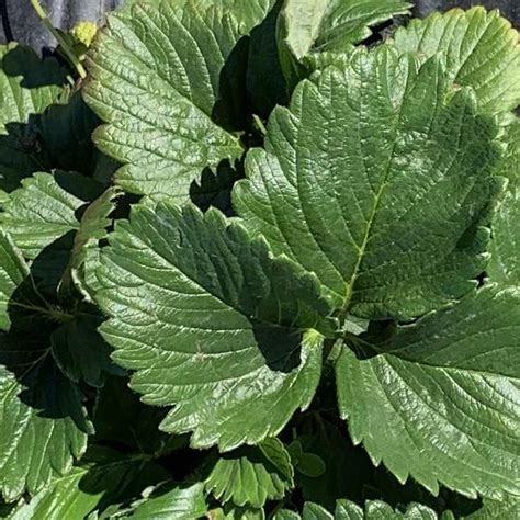 How To Use The Strawberry Identification Foramt Convert Instancev1 Instance Segmentation Api