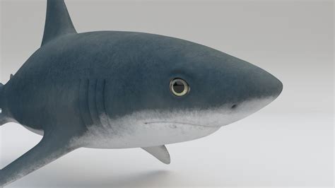 3d Shark Animated Turbosquid 1986776
