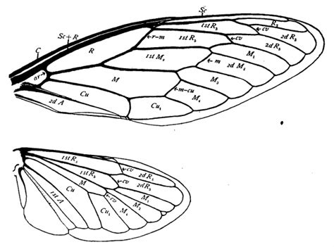 Cicadidae Wings Drawwing