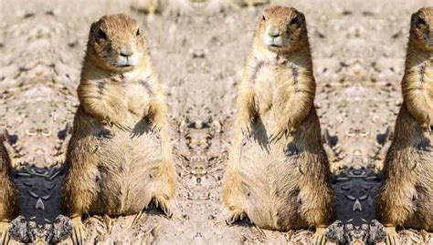 How Do Gophers Communicate With Each Other Gopher Nuts