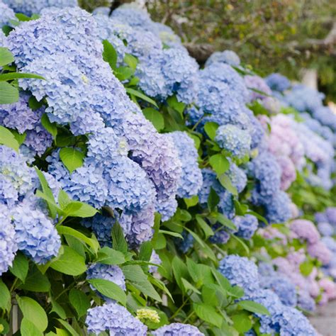 Hortensia Hydrangea Serrata `bluebird` Tommys Planter