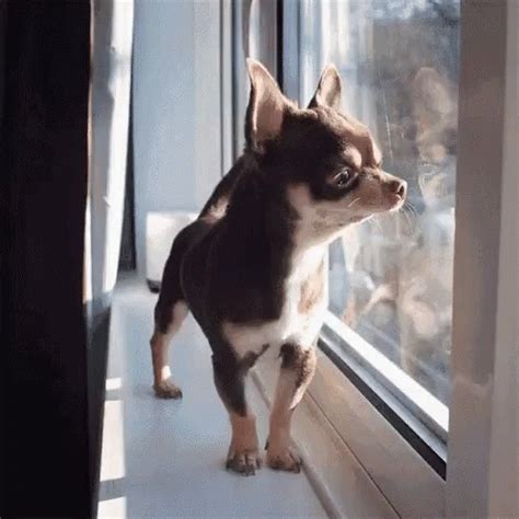 Chihuahua Barking  Chihuahua Barking Puppy Discover And Share S