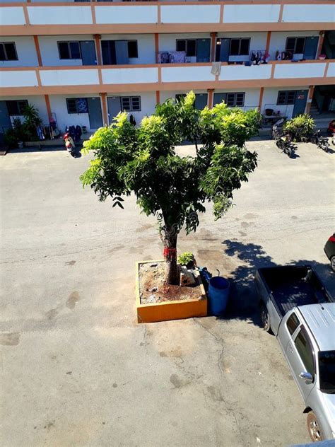 Tree Green Under The Tower Car Editorial Photo Image Of Tower Tree 265557586