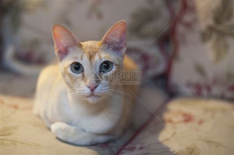 我可爱的宠物小猫耳朵毛皮头发猫咪高清图片下载 正版图片320456007 摄图网