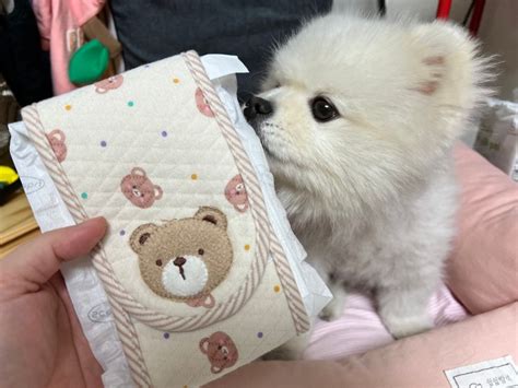 강아지 매너벨트 And 기저귀 리토가토 오가닉 좋아 네이버 블로그
