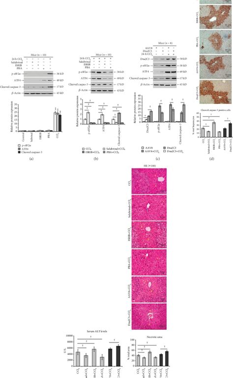 Inhibition Of Eif2α Dephosphorylation Protects Hepatocytes From