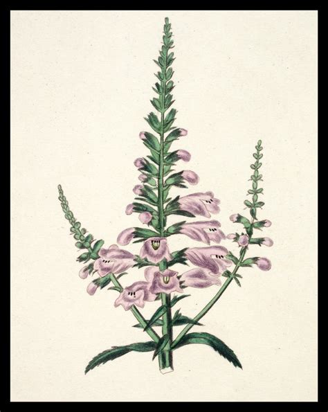 Iris Virginica Décor Et Tissu