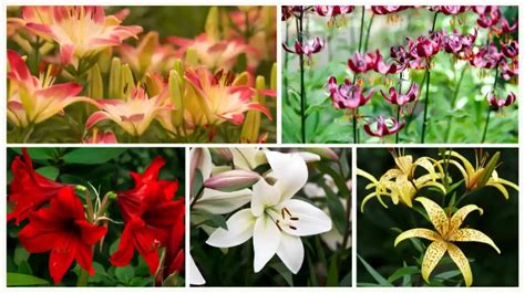 Best 6 Types Of Lilies Flowers To Brighten Your Garden