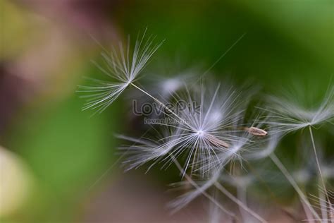 떼다 사진 무료 다운로드 Lovepik