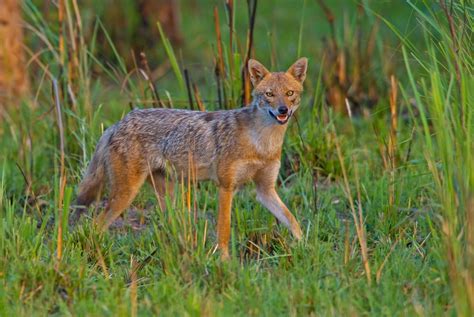 Golden Jackal Diet