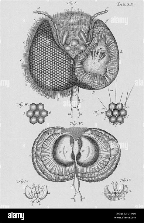 Honey Bee Eye Drawing Of The Structure Of The Eye Of A Honey Bee Apis