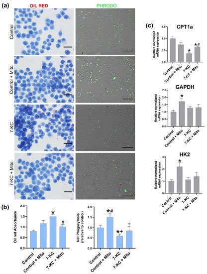 Biomedicines Free Full Text Mitochondrial Transplantation Enhances