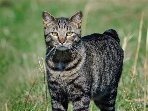 Manx Cat Breeds Breeds