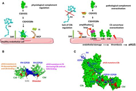 Understanding Ahus Using Structure Function Relationships A The Role Download Scientific