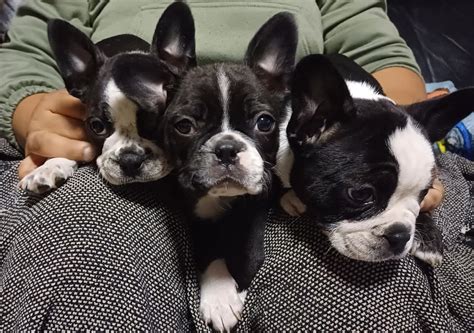 Frenchton Puppies Junk Mail Marketplace