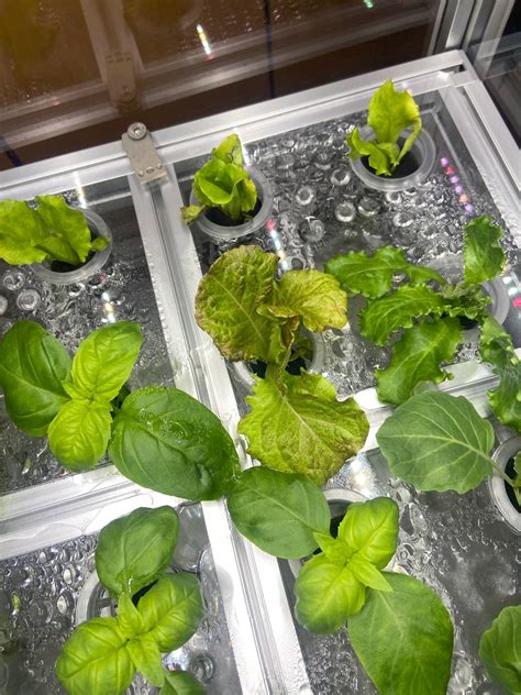 Plants Detection Object Detection Dataset By Oybek Eraliev