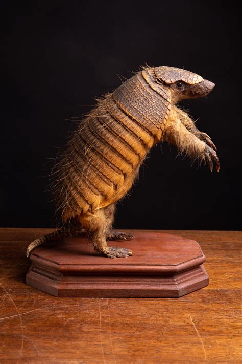 19th C Armadillo Mount In Sitting Position On Wooden Base For Sale At