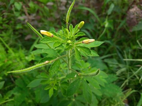 Cleome Leaf Medicinal Uses Of Cleome Gynandra Plant