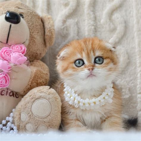 Iris Female Scottish Fold Kitten For Sale In Florida United States Profile Id 308247