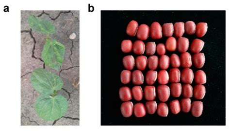 Nutritional Composition Efficacy And Processing Of Vigna Angularis