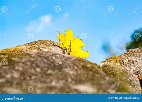 Shiny Yellow Maple Leaf On Clear Blue Sky Background Stock Image Image Of Mood Natural 149856555