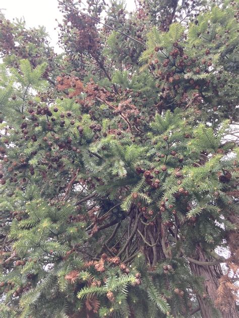 Conifer Identification Rtree