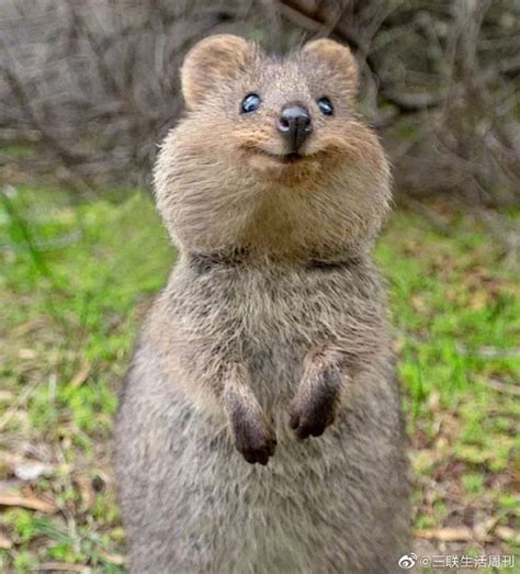 短尾矮袋鼠 花瓣网