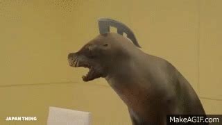Weird Japanese S Wtf Japan Funny Weird  320×240 Pixels Japan