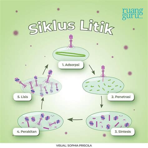 Detail Gambar Siklus Litik Koleksi Nomer 15