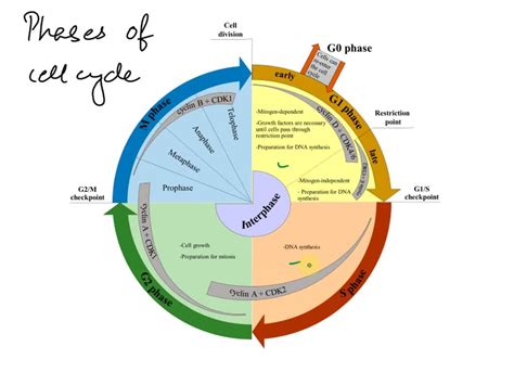 Solved The Cell Cycle Label The Phases Of The Cell Cycle The Cell Cycle Label The Phases Of
