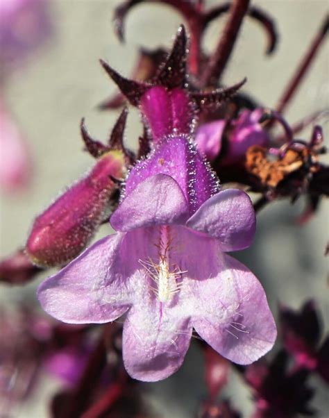 A Guide To Native Penstemons The Plant Native