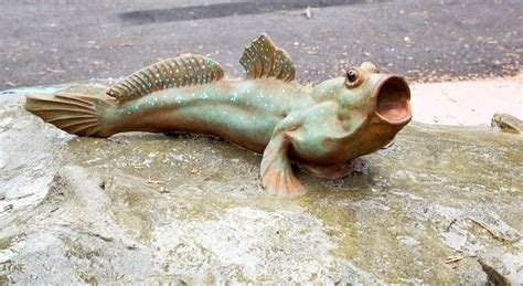 Mudskipper Alchetron The Free Social Encyclopedia