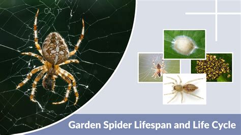 Garden Spider Lifespan And Life Cycle