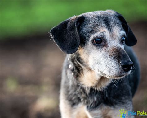 Dosia Schronisko Psie Pole