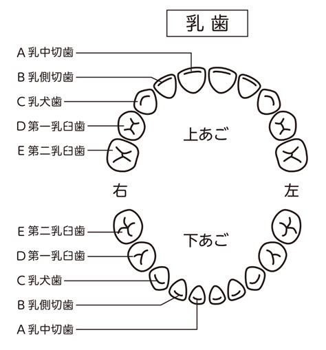 歯 が 生え 揃う 時期 子供の歯 生える順番 子どもの歯乳歯）の生える時期と順番 Pqvaa